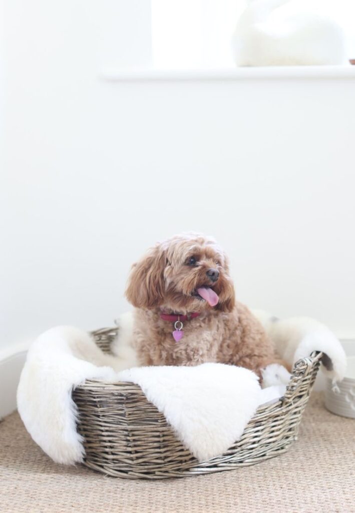 Sheepskin Pet Rug Natural Ivory | Single Rug by Owen Barry - Owen Barry